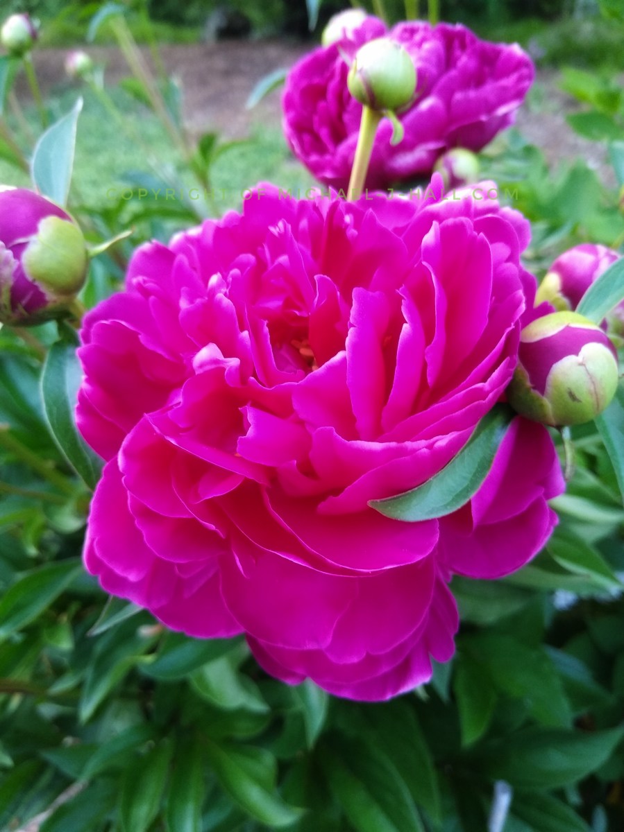 Woody Peony – michael-j-hall.com