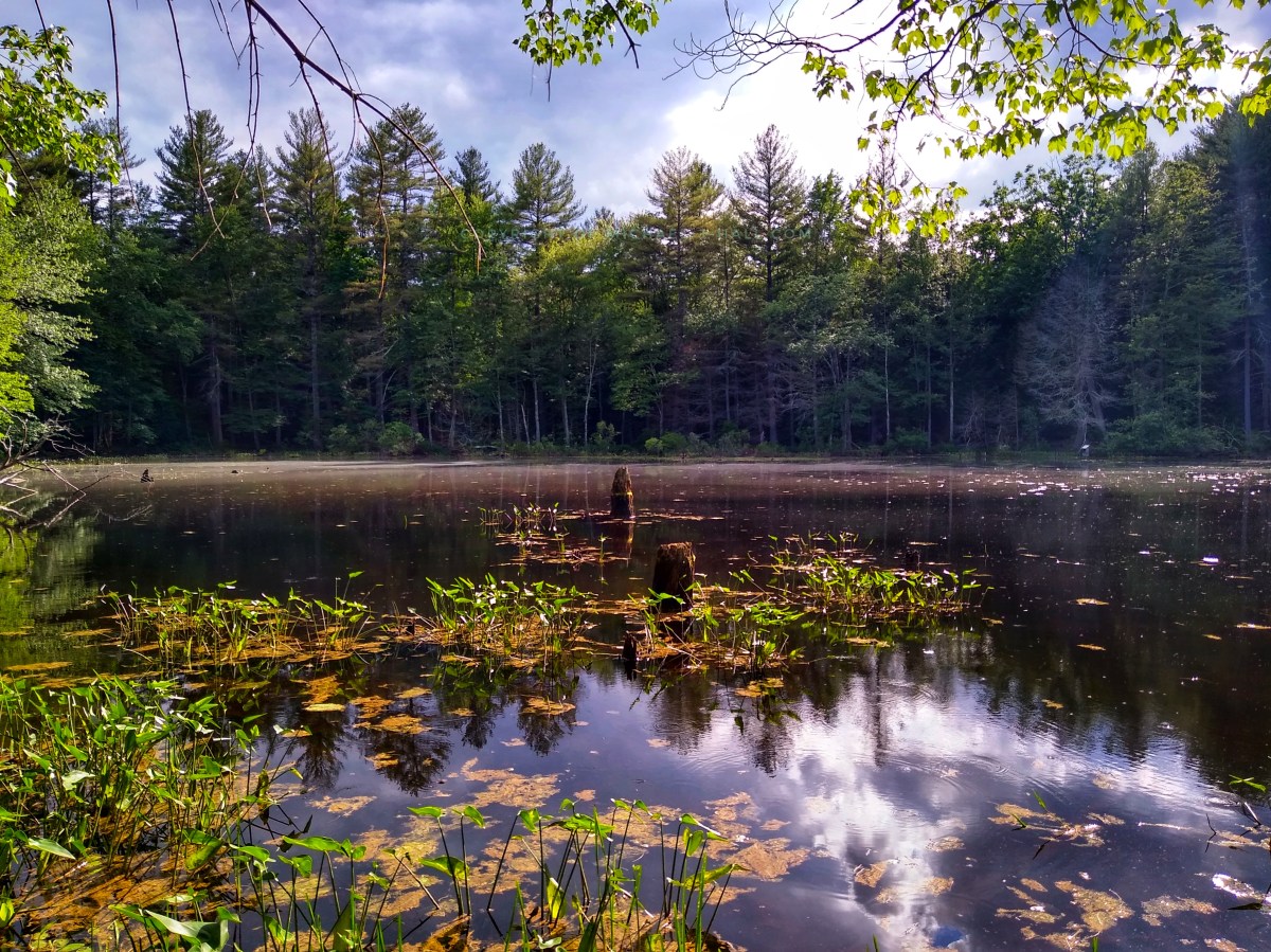 Spatterdock Pond – michael-j-hall.com